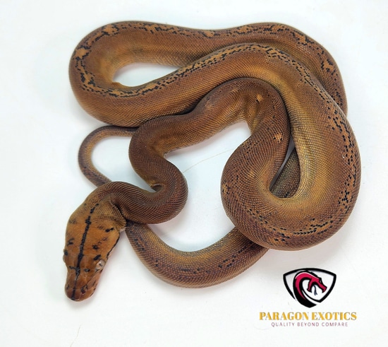 Platty Goldenchild Reticulated Python by Paragon Exotics