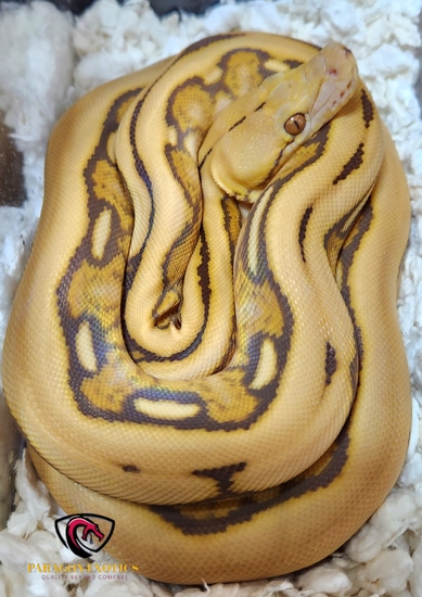 Mochino Tiger Amazing Reticulated Python by Paragon Exotics