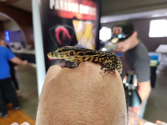 CBB Sumatran AWM Juvenile Water Monitor by Paragon Exotics