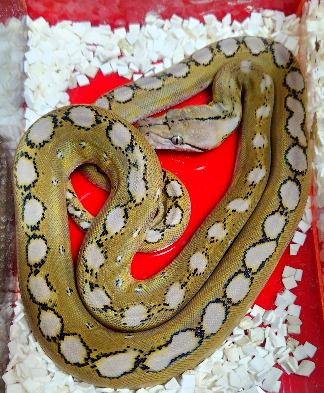 Plat. Motley Pos. Alb Reticulated Python by Paragon Exotics - MorphMarket