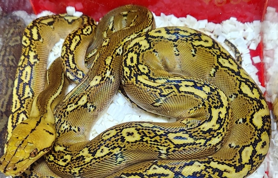 PHANTOM Het Pied Het Albino Reticulated Python by Paragon Exotics
