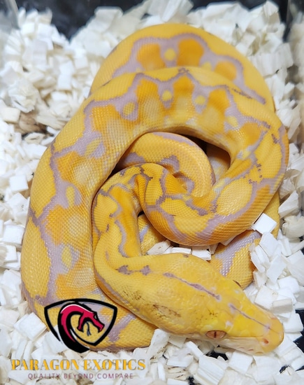Purple Sunfire Reticulated Python by Paragon Exotics