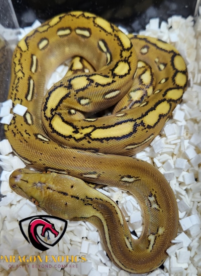 Phantom Pos Het GS Reticulated Python by Paragon Exotics