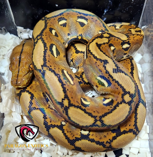 HOGS Pos Het GS Reticulated Python by Paragon Exotics