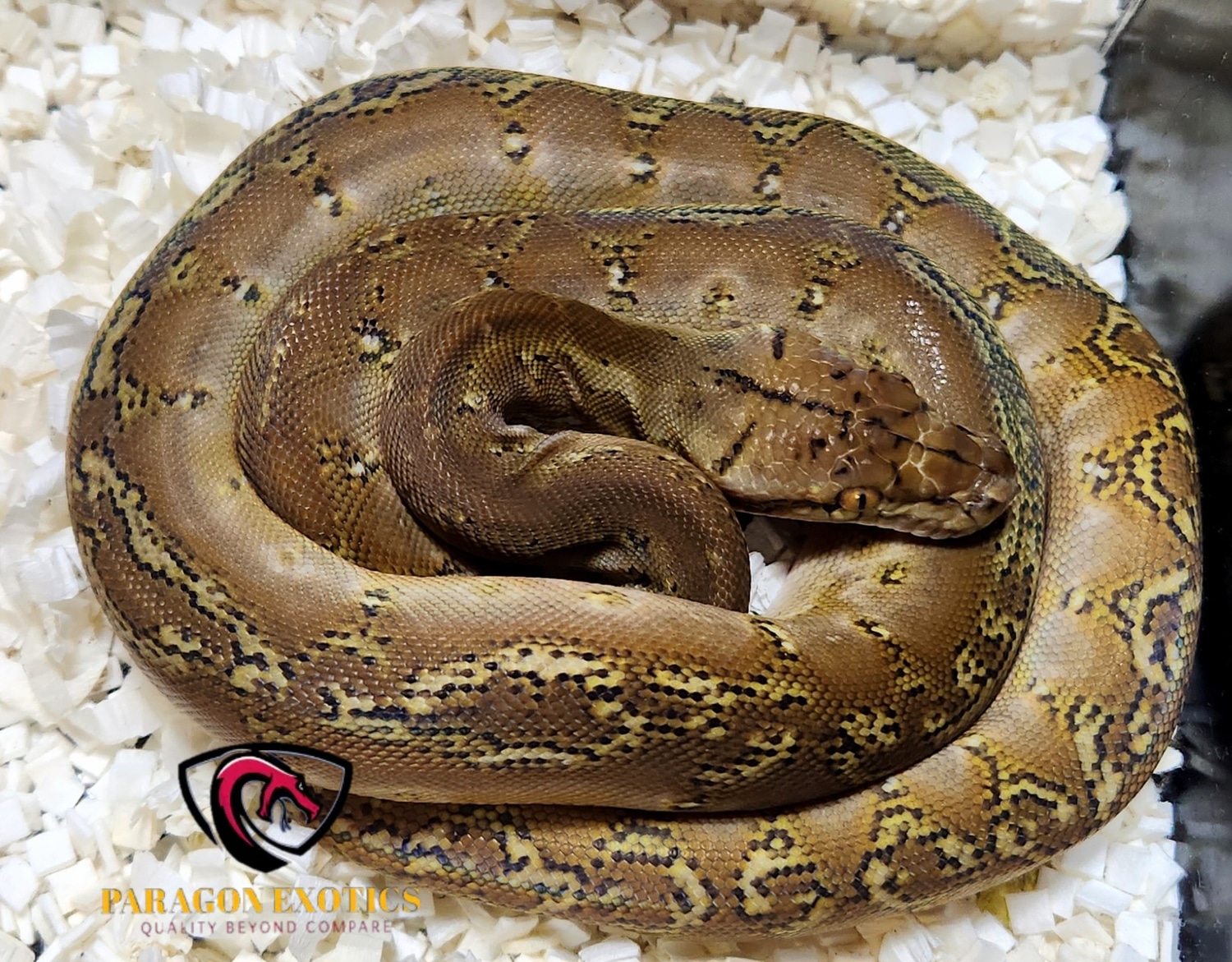 Phantom Marble Pos Platty 66% Het Albino Reticulated Python by Paragon ...