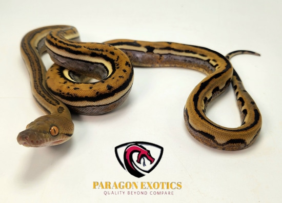 Genetic Stripe Het Caramel Or Alb Reticulated Python by Paragon Exotics