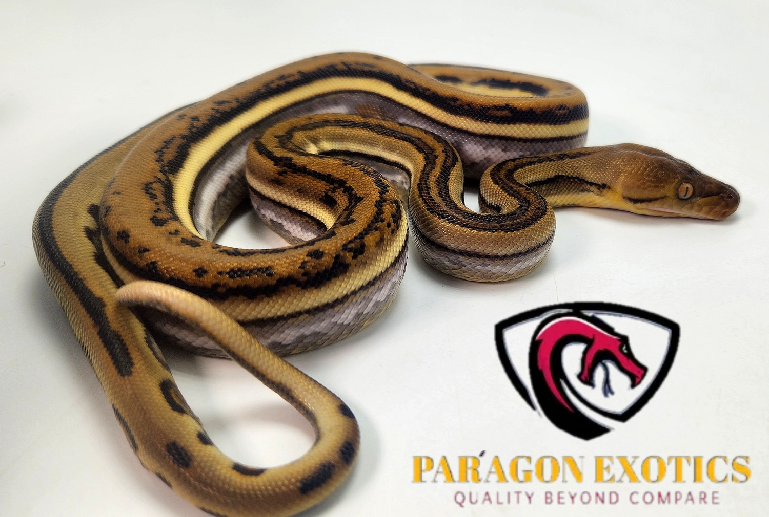Genetic Stripe Het Caramel Or Albino Reticulated Python by Paragon ...
