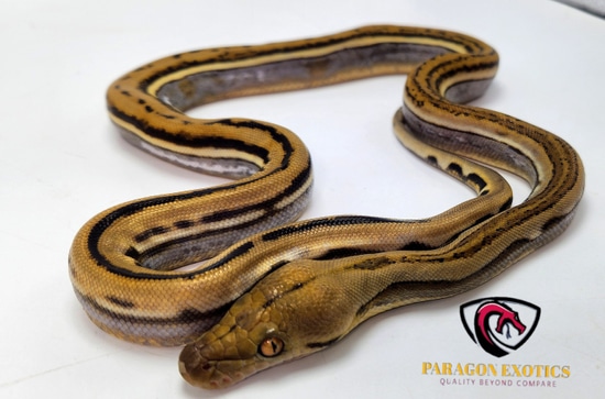 Genetic Stripe Het Caramel Or Albino Reticulated Python by Paragon Exotics