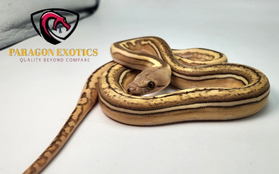 Phantom Suntiger Het. Albino. FREE SHIPPING Reticulated Python by ...