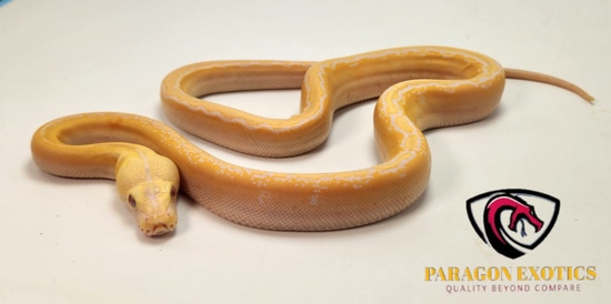 Albino Phantom Motley Sun FREE SHIPPING Reticulated Python by Paragon ...