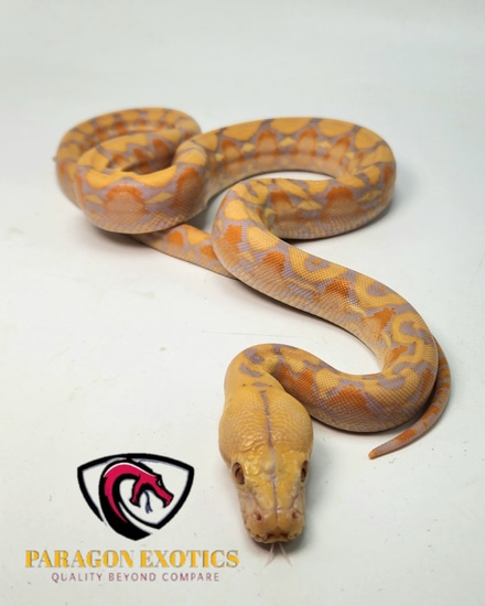 Beautiful Lavender Reticulated Python by Paragon Exotics