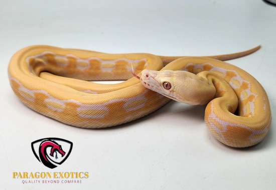 Albino Suntiger Reticulated Python by Paragon Exotics