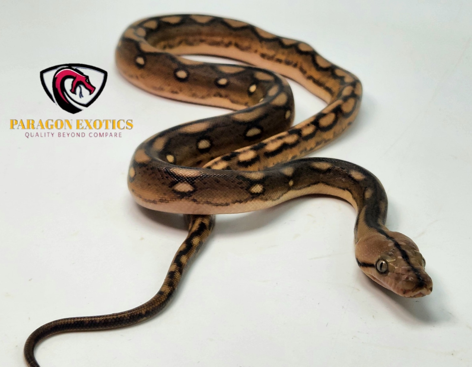 Motley Tiger Het Albino Reticulated Python by Paragon Exotics - MorphMarket