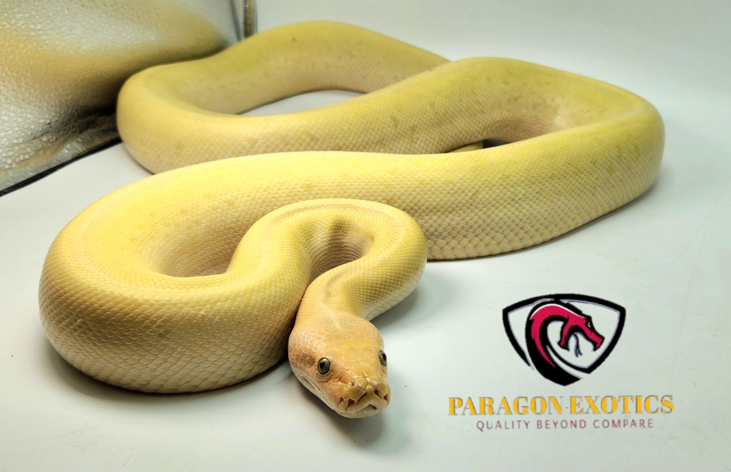 Hypo Green Granite Het Alb. Burmese Python by Paragon Exotics - MorphMarket