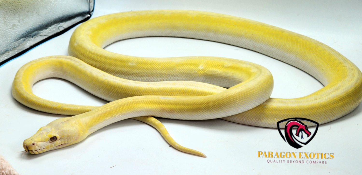 21' Lav. Phantom Sun Reticulated Python by Paragon Exotics - MorphMarket
