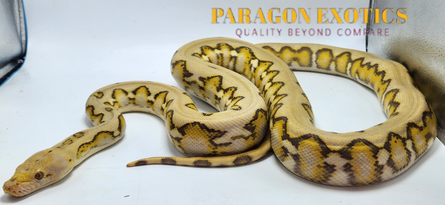 Mochino Jaguar Sun Reticulated Python by Paragon Exotics - MorphMarket
