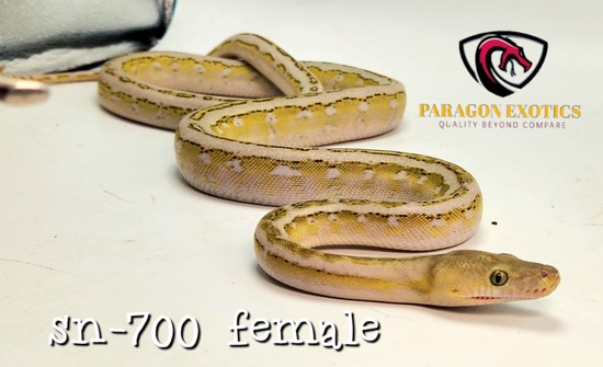 Phantom Motley Marble Jaguar Fire Pos. Het Purple Reticulated Python by ...