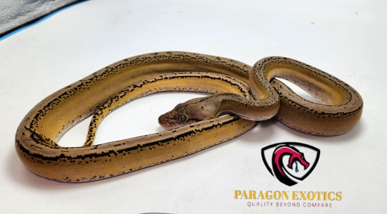 Marble Platty Pos Het Alb. FREE SHIPPING Reticulated Python by Paragon ...
