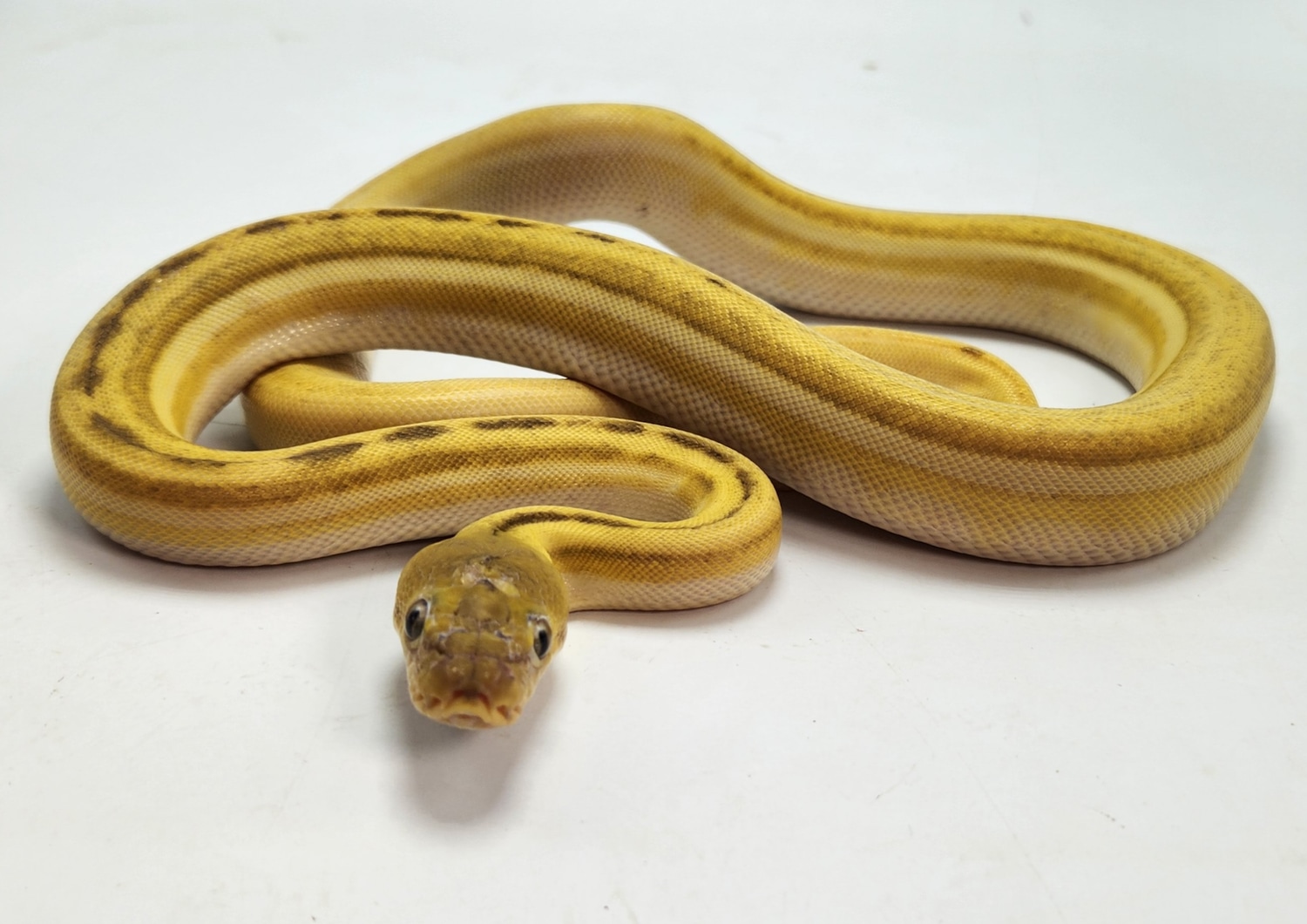 Ultra Ivory Pos SMPP Reticulated Python by Paragon Exotics - MorphMarket