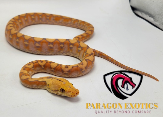Purple Retic Reticulated Python by Paragon Exotics