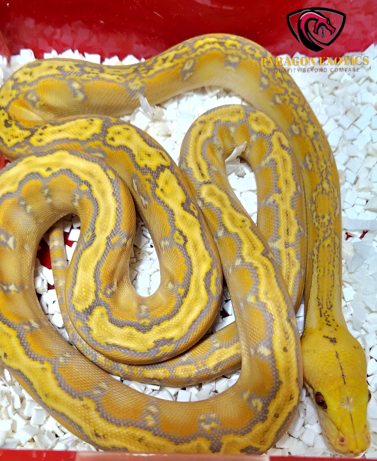 Gorgeous Lavender Phantom Reticulated Python by Paragon Exotics ...