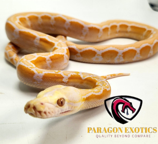 White Albino Motley Retic Reticulated Python by Paragon Exotics