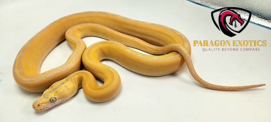 Lavender Platty GC..WOW Reticulated Python by Paragon Exotics