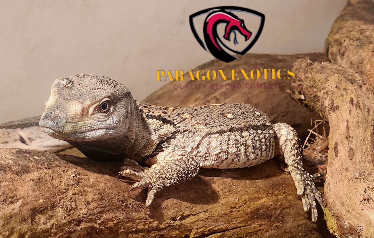 US CBB Black Throat Monitors...WOW Black-Throated Monitor by Paragon ...