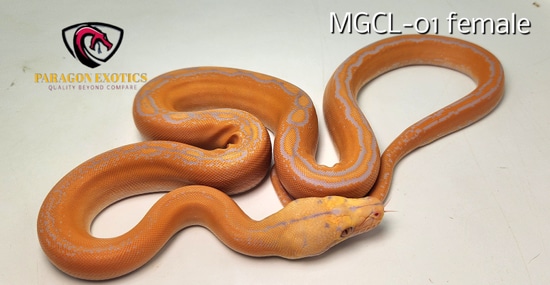 Lavender Motley GC WOW FREE SHIPPING Reticulated Python by Paragon Exotics
