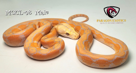 Lavender Motley Retic Stunning FREE SHIPPING Reticulated Python by ...