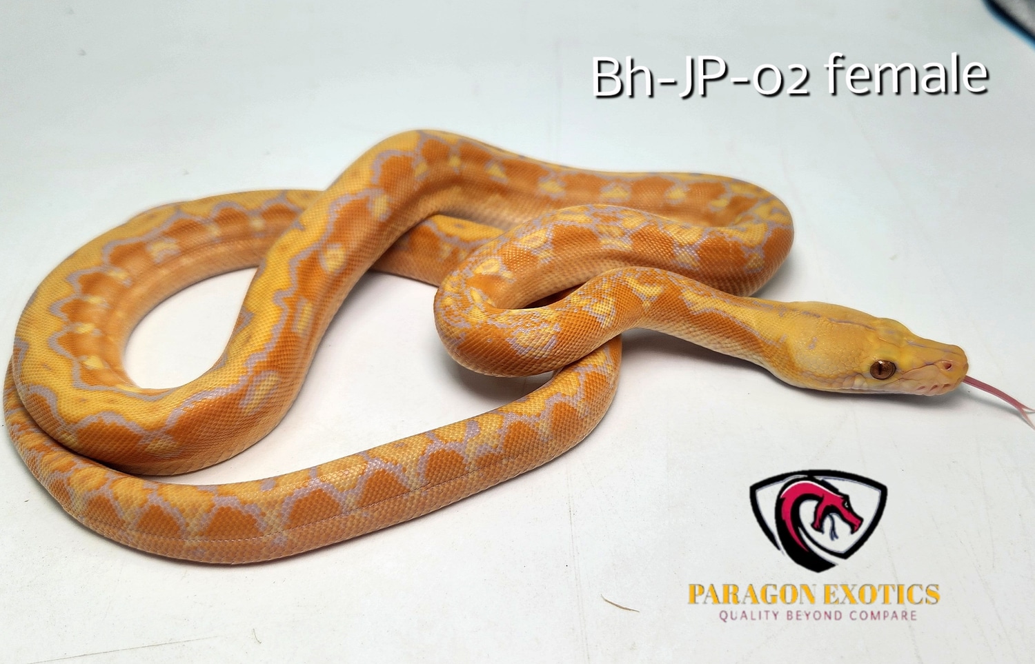 Lavender Phantom Sunfire Gorgeous Reticulated Python by Paragon Exotics ...