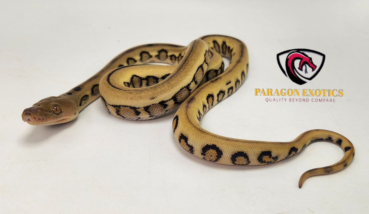 Jaguar Tiger Pos Het Alb. (Pet) Reticulated Python by Paragon Exotics ...