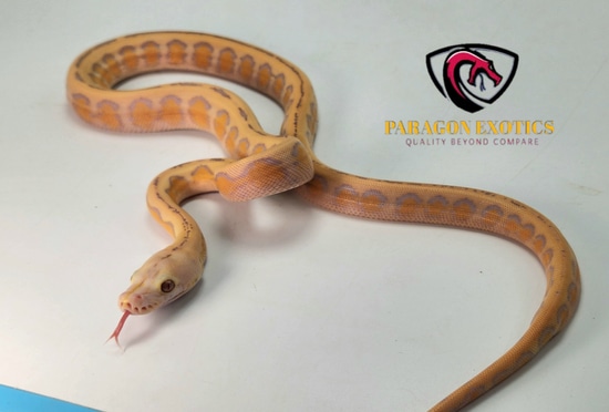Lavender Jaguar Suntiger Pos Reticulated Python by Paragon Exotics