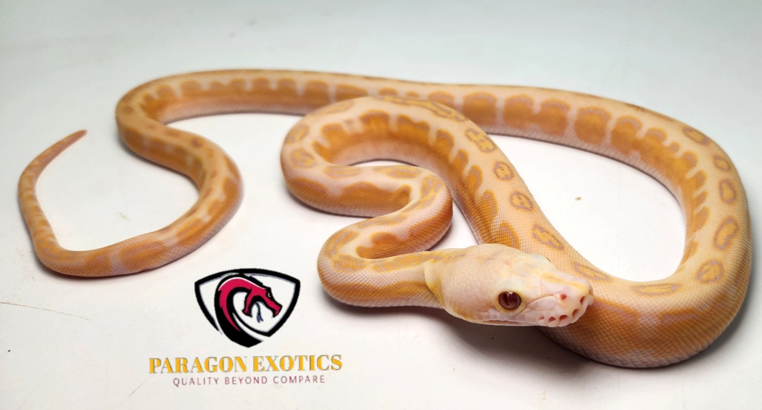 Lavender Jaguar Phantom Motley Sun Reticulated Python by Paragon ...