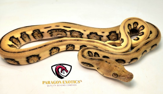 Jaguar Suntiger Pos Het Albino Reticulated Python by Paragon Exotics