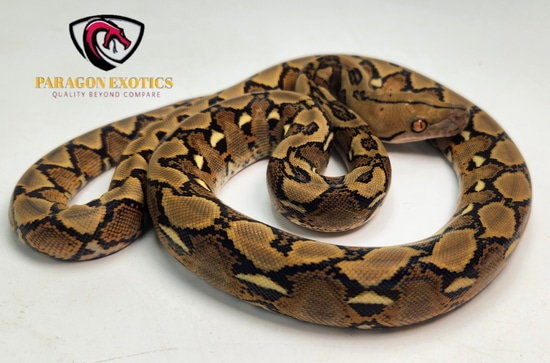 Normal Retic Pos Het Albino Reticulated Python by Paragon Exotics