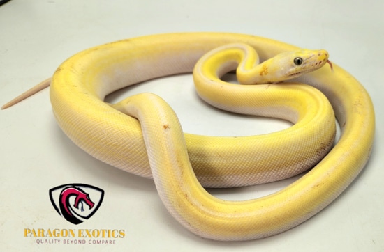 COW Pos GS...Spotting Up & Growing Fast Reticulated Python by Paragon ...