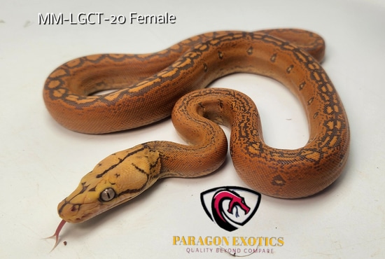 Mochino Marble Golden Child Tiger Free Shipping Reticulated Python by ...