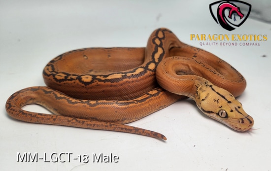 Mochino Golden Child Pos Marble ** LIMITED TIME SALE Reticulated Python ...