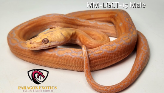 Lavender Golden Child FREE SHIPPING Reticulated Python by Paragon Exotics