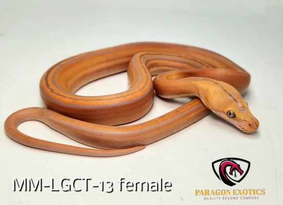 Lavender GC Tiger Pos Marble FREE SHIPPING Reticulated Python by ...