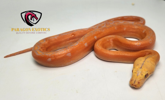 Lavender Motley GC Reticulated Python by Paragon Exotics