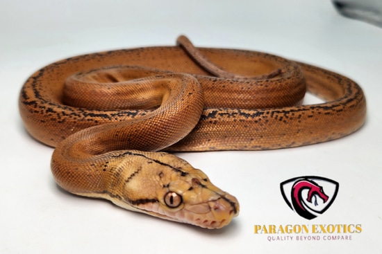 Mochino Golden Child Reticulated Python by Paragon Exotics