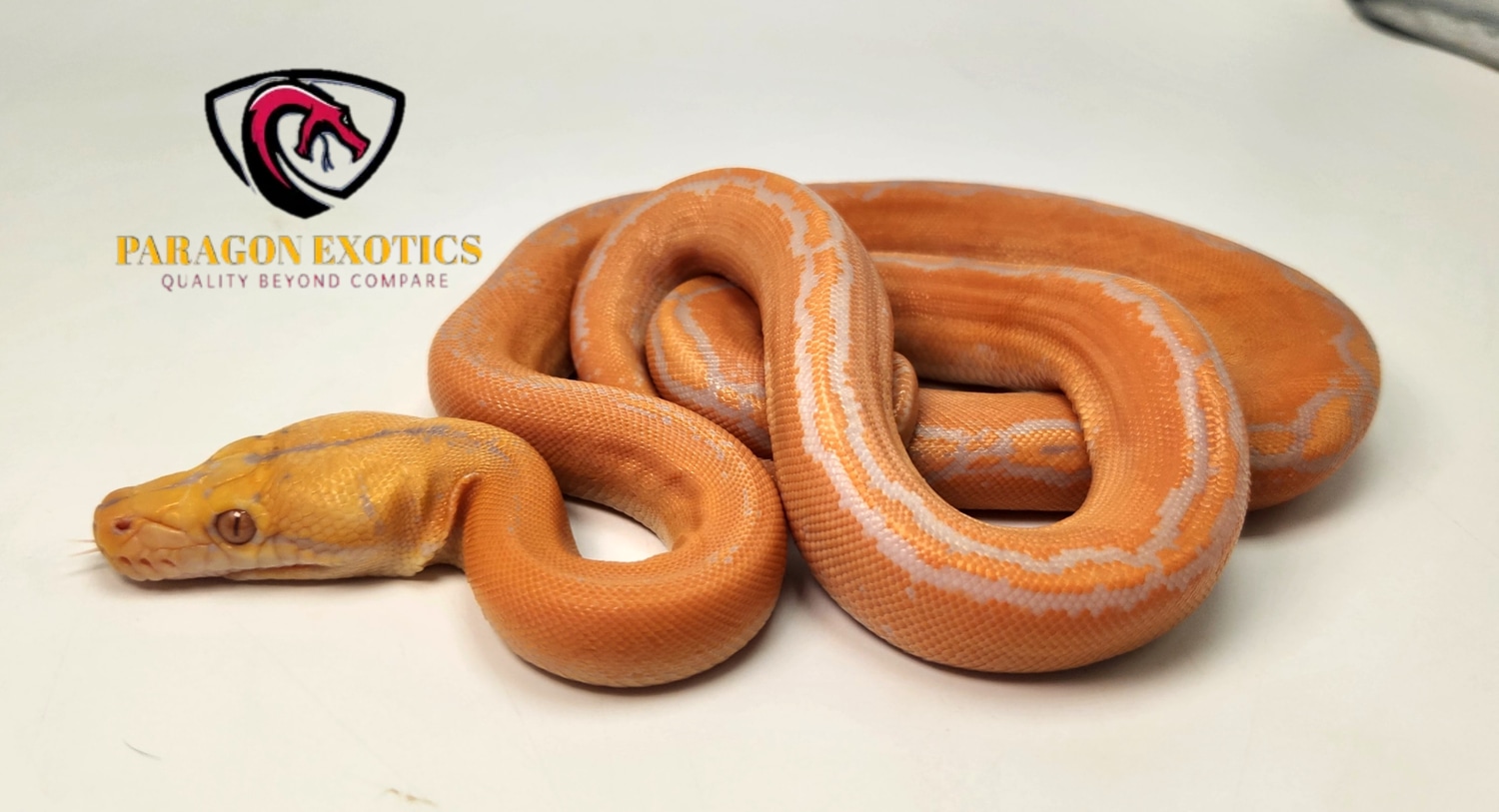 Lavender MOTLEY GOLDEN CHILD Reticulated Python by Paragon Exotics ...