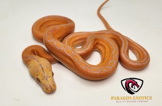 Lavender Motley Golden Child Reticulated Python by Paragon Exotics