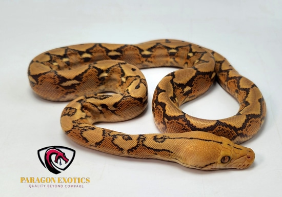 Mochino Stunner Reticulated Python by Paragon Exotics