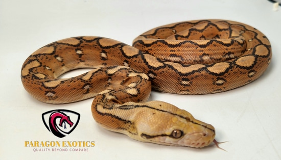 Motley Mochino NICE Reticulated Python by Paragon Exotics