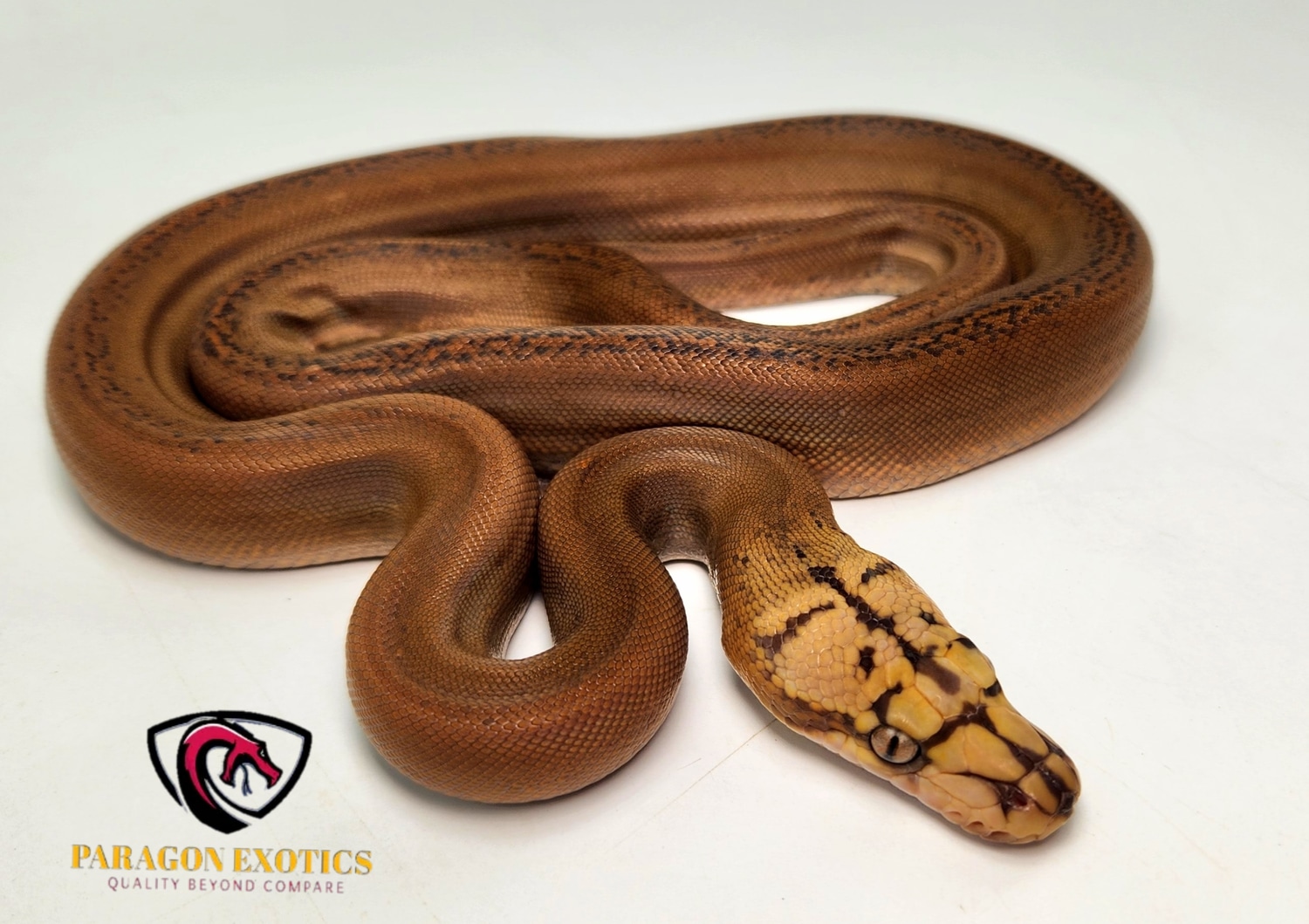 Motley Mochino Golden Child Reticulated Python by Paragon Exotics ...