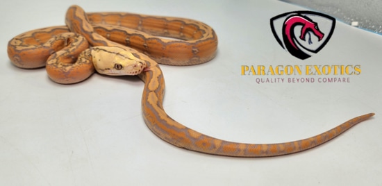 Purple Motley Retic Reticulated Python by Paragon Exotics