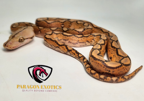 Motley Mochino Retic Reticulated Python by Paragon Exotics